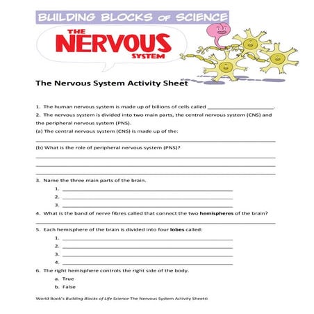 NervousSystemActivitySheet.pdf