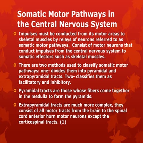 01. The Somatic Nervous System ppt.pptx