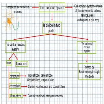 nervous system chart 5th grade information.pptx