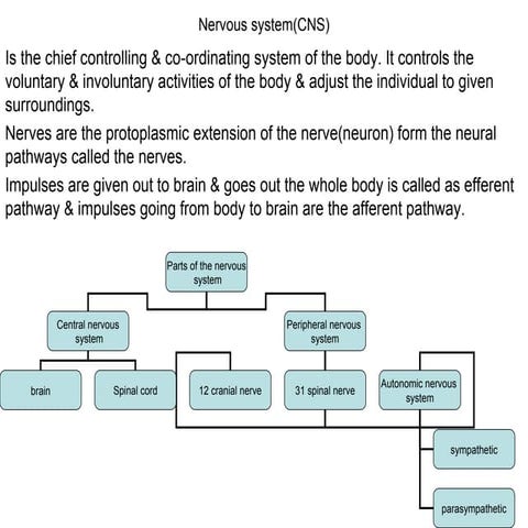 Nervous System(CNS) | PPT