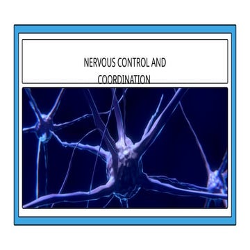 Nervous System Coordination Lesson Presentation In Blue And White Illustra 20250309 092639 0000 Pptx