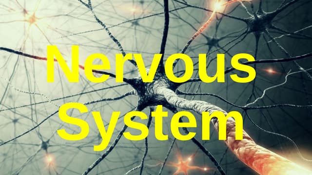 Introduction to the nervous system | PPTX