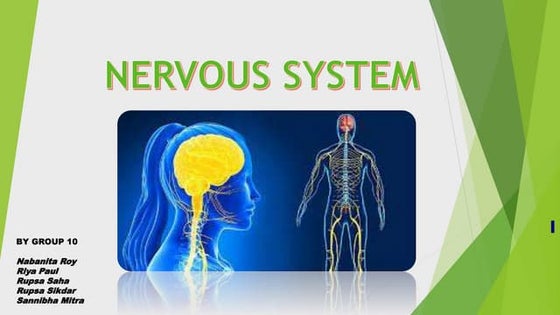 Nervous System Parts And Functions Powerpoint A Level Psychology THE