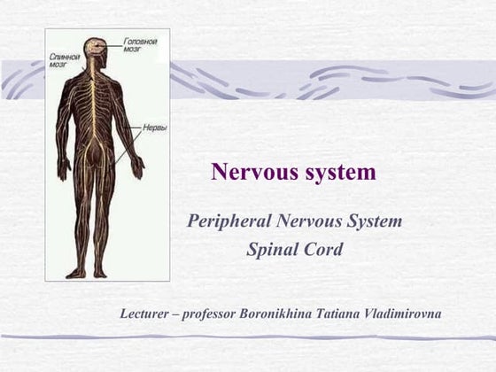 6 - Spinal Cord + Nerves Anatomy Grays.ppt