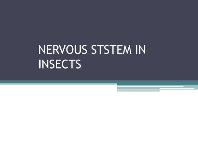 Nervous system in insects | PPTX