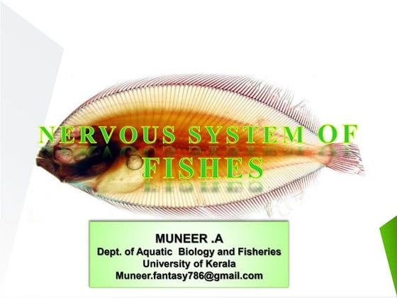 Nervous system of fish; a detailed study | PPT