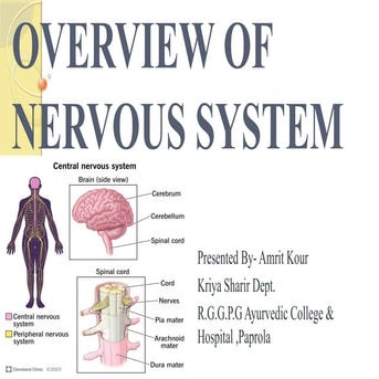 NERVOUS SYSTEM - OVERVIEW, CLASSIFICATION, DIVISION | PPTX