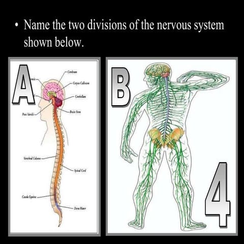 Nervous System, Brain, Neurons, Senses Organs, PowerPoint Review Game ...