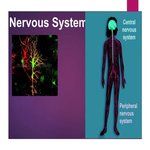 nervous system ppt pptx anatomy system of nerves | PPTX