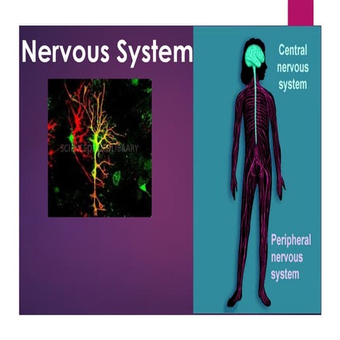 nervoussystemppt-210110150951.pptxppt download | PPTX