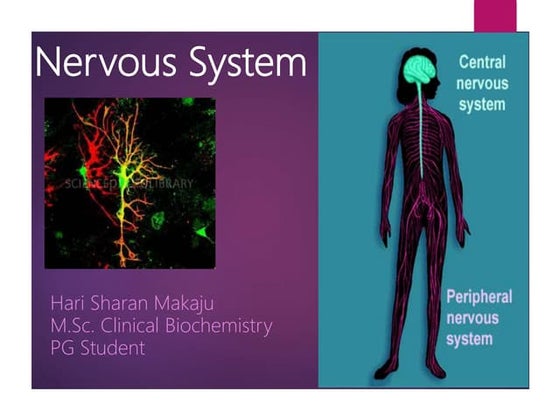 Introduction to the nervous system | PPT