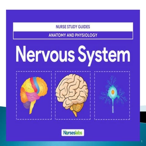 NERVOUS SYSTEM PPT.pptx