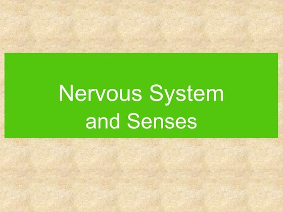 Organization of nervous system | PPT