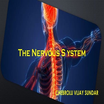 THE NERVOUS SYSTEM PRESENTATION PHYSIOLOGY.pptx