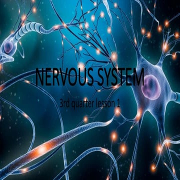 NERVOUS SYSTEM PowerPoint Presentation grade 10 | PPTX