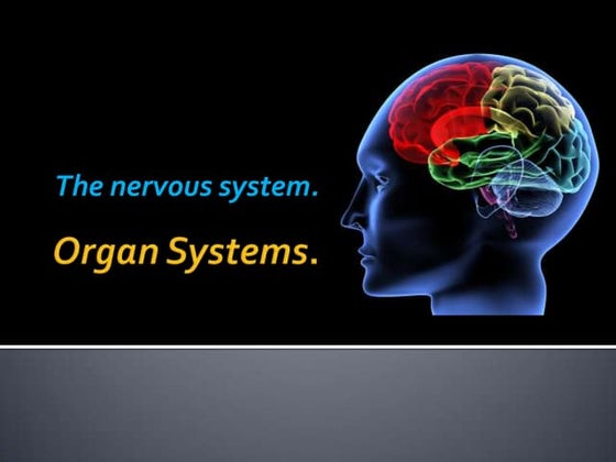 The Nervous System At A Glance | PPT