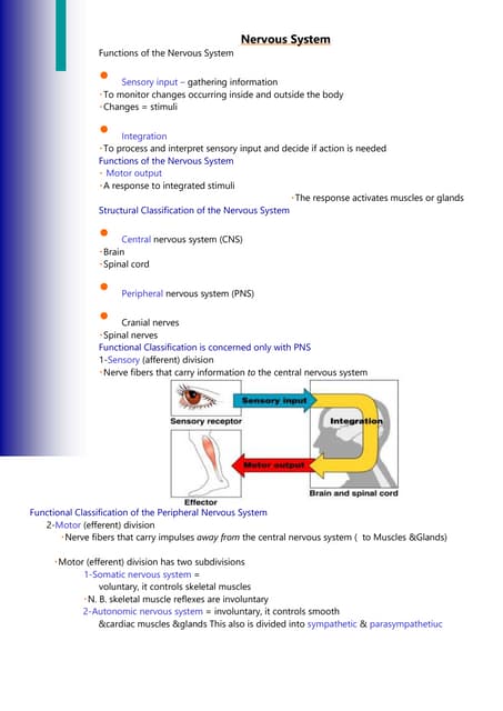 The Nervous System Grade 6, parts and functions | PPT