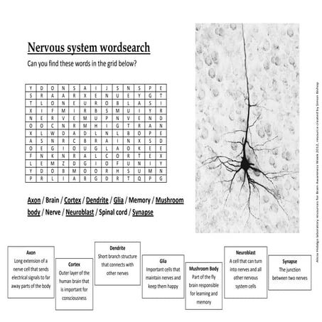 Nervous system wordsearch2 | PDF