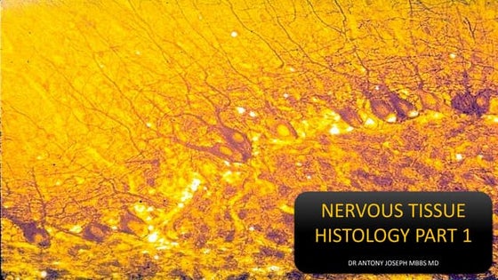 The nervous system | PDF
