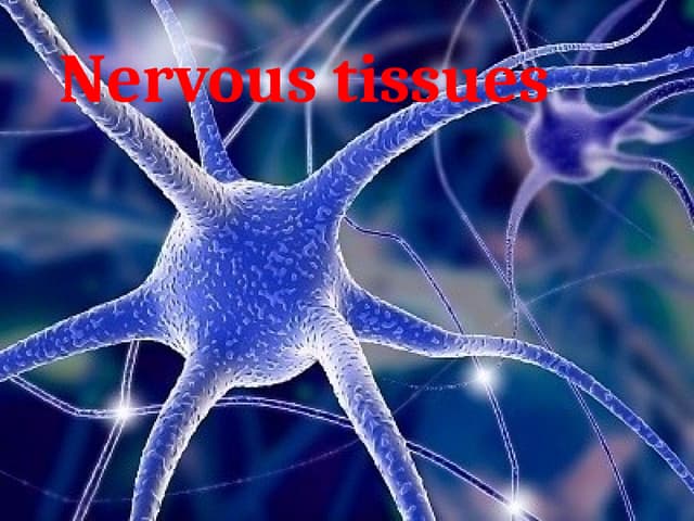Nervous tissue (Histology) | PPTX