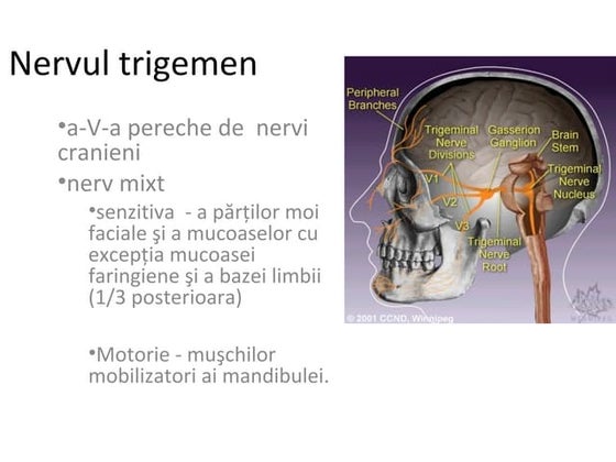 Anatomie: buzele și obrajii | RTF