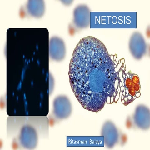 netosis [Autosaved].pptx