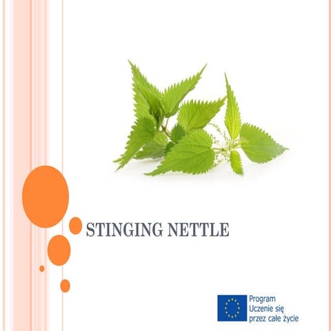 Nettle | PPT