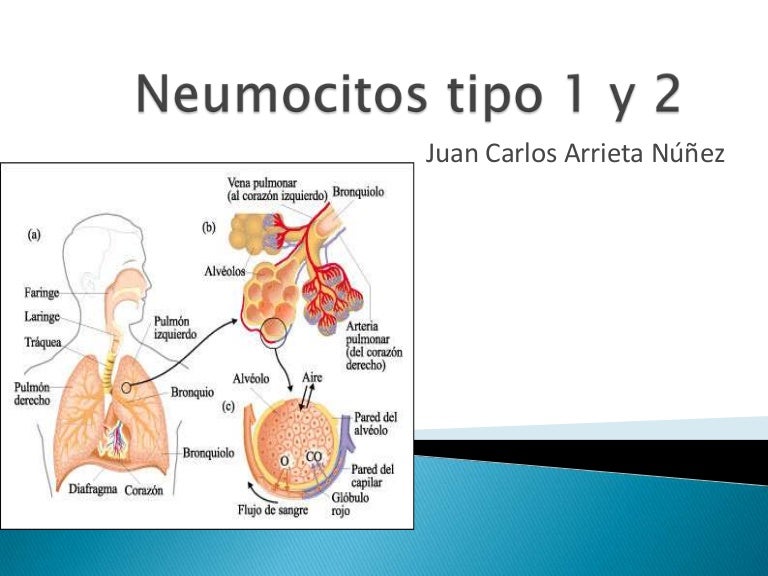 Neumocitos tipo 1 y 2