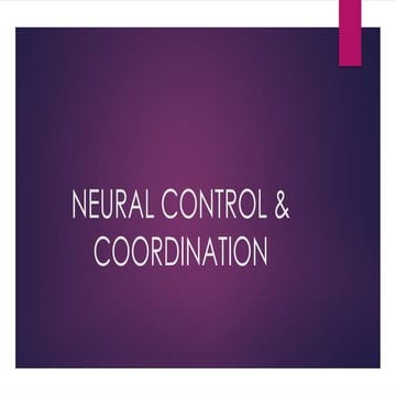Neural control-coordination-ppt class xi | PPTX