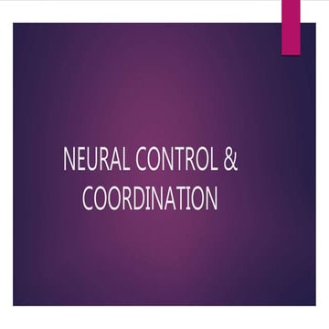 Neural control and coordination ppt presentation class 11 biology ncert based | PPTX