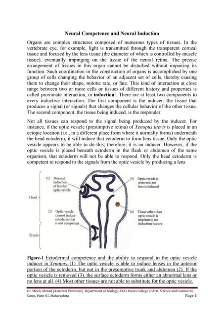 Embryonic Induction Diagram Induction Of Peri Implantation Stage