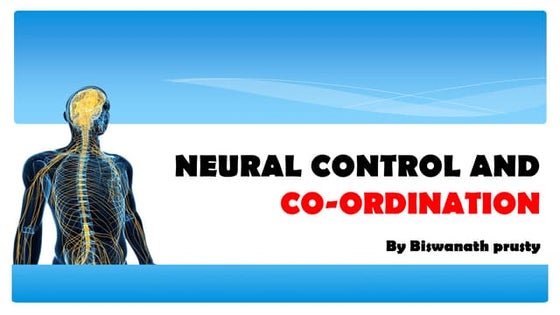 Structure and function of neuron | PPTX | Brain and Nervous System ...