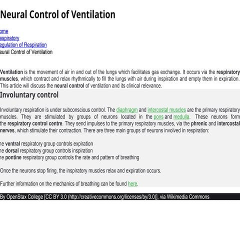 Neural Control of Ventilation joseph omar.docx