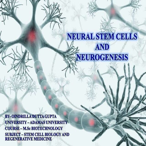 NEURAL STEM CELLS AND NEUROGENESIS | PPTX