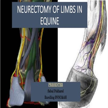 Neurectomy of limbs in equine | PPTX