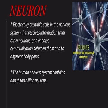 Neuron | PPT