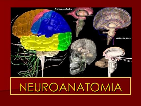 Cisternas Cerebrales | PPT