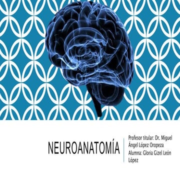 Neuroanatomia.pptx