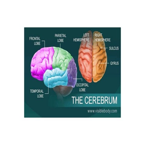Neuroanatomy Cerebrum summary slide.pptx
