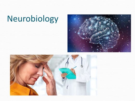Nervous system 3; Synapses and Neurotransmitters | PPT