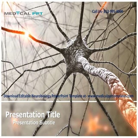 Editable Neurobiology PowerPoint Template | PPT