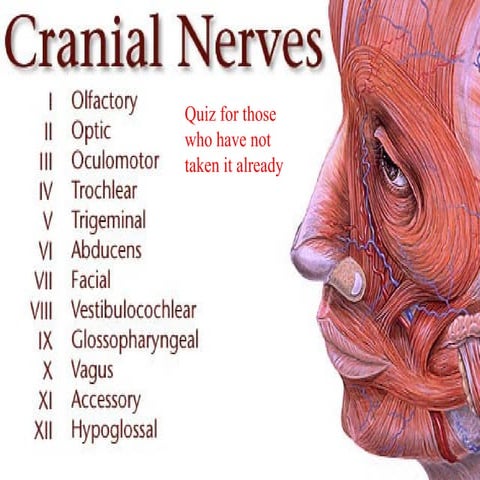 Neurology ppt presentation - nerves- location innervation myotmes ...