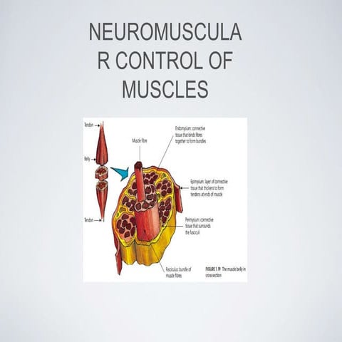 Neuromuscular | PPTX