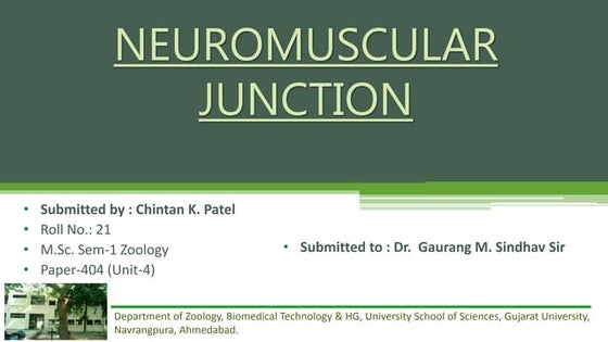 NEUROMUSCULAR JUNCTION | PHYSIOLOGY, MECHANISM & CLINICAL SIGNIFICANCE ...