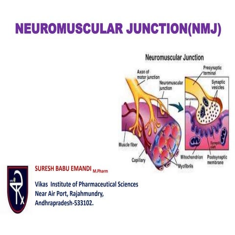 Neuromuscular Junction