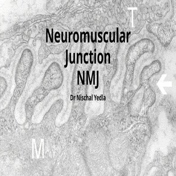Neuro Muscular Junctionzxxxxxxxxxxxxxxx.pptx