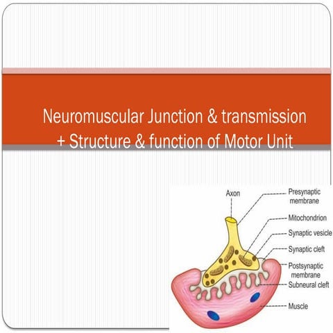 Neuromuscular Junction & transmission + Structure & function.pptx