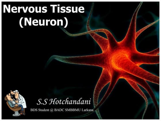 Introduction to the nervous system | PPT
