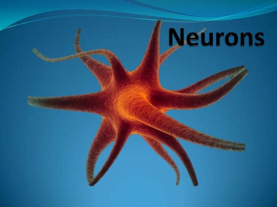 The Nervous System Grade 6, parts and functions | PPT | Brain and ...