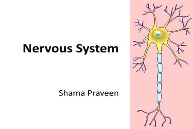 Nerve Cell Diagram For Kids